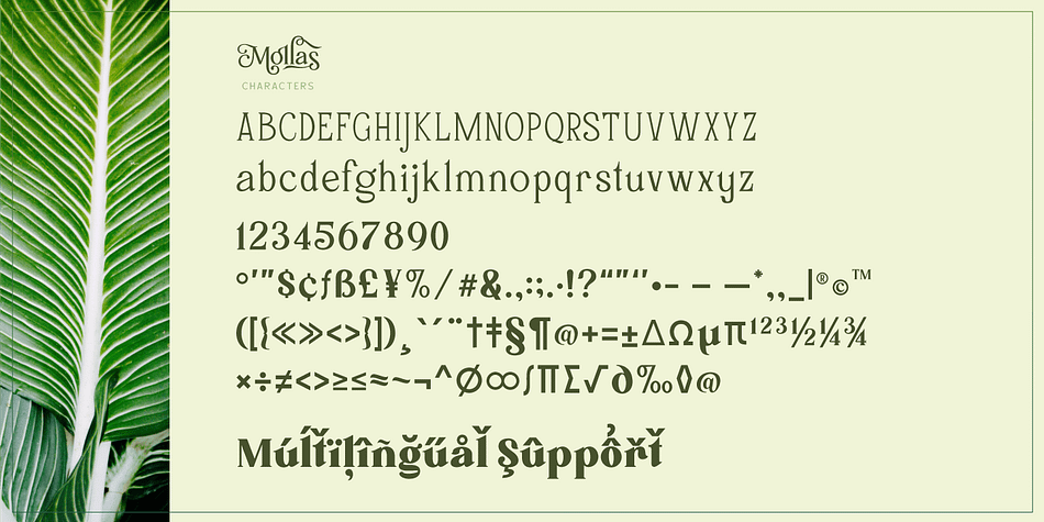 Mollas Font