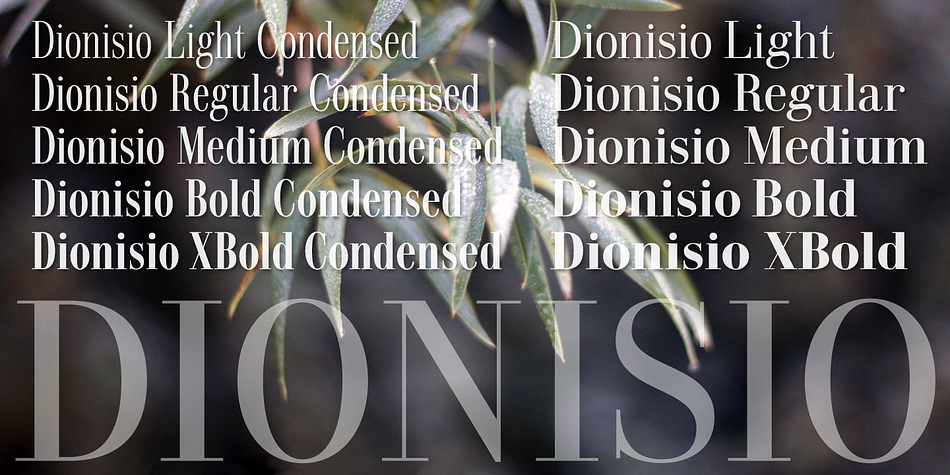 Dionisio Font