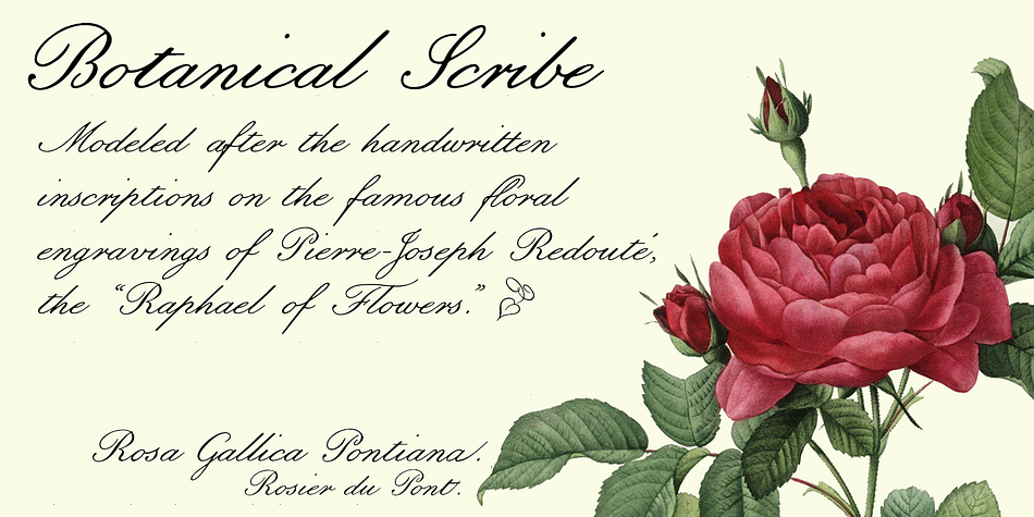 Botanical Scribe Font