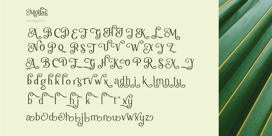 Mollas Font
