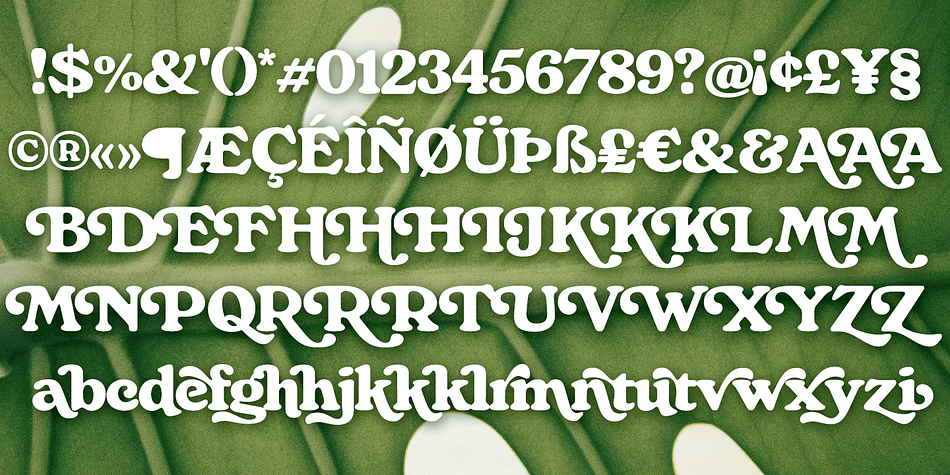 Monstera Font
