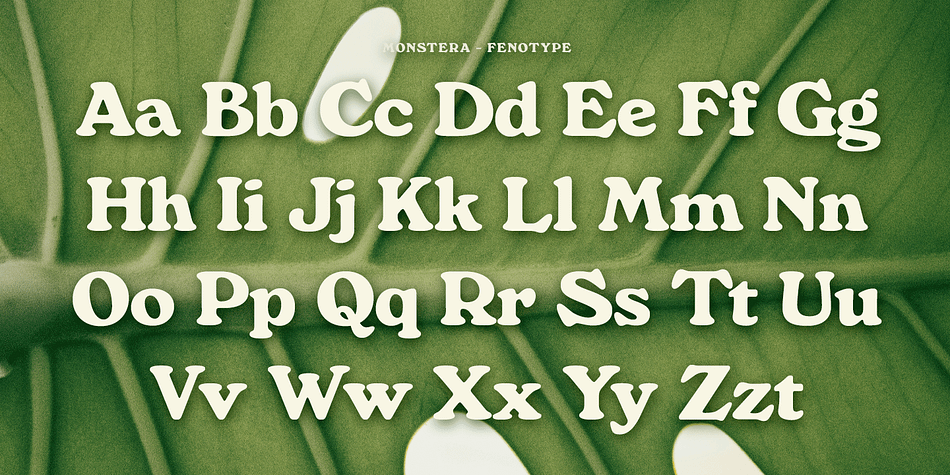 Monstera Font