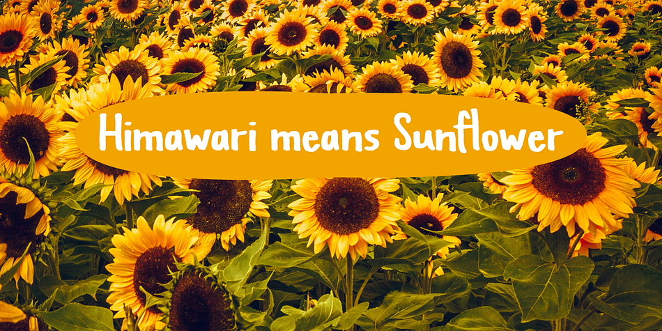 Himawari Script Font